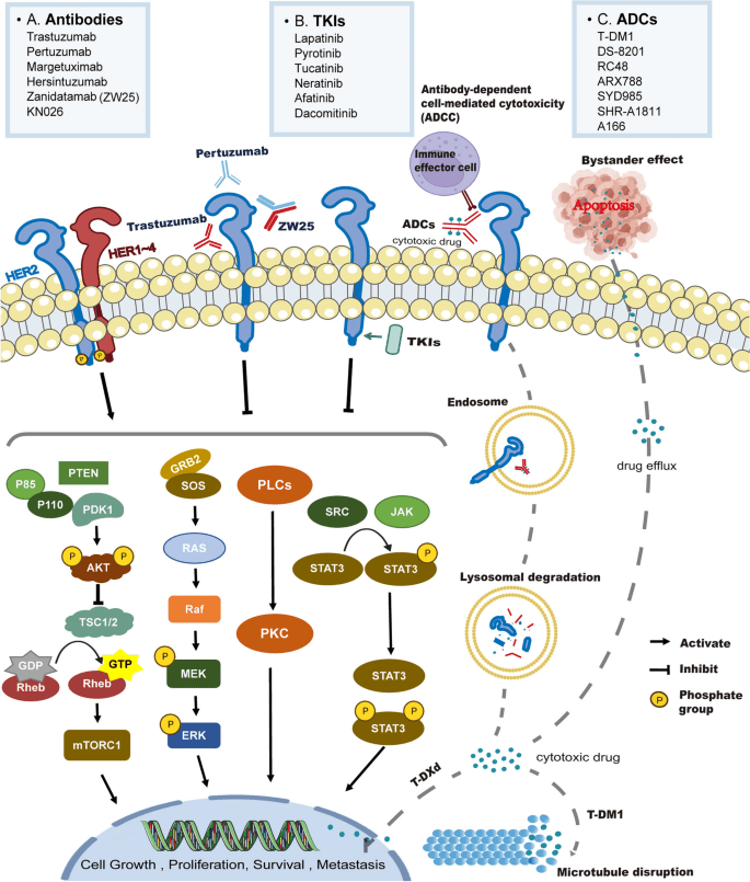 Enliven Therapeutics: Awaiting Additional Trial Data (NASDAQ:ELVN ...