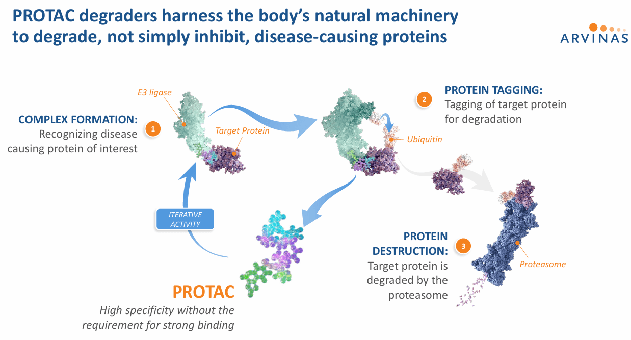 Arvinas: A Potential 'Sum Of The Parts' Story (NASDAQ:ARVN) | Seeking Alpha