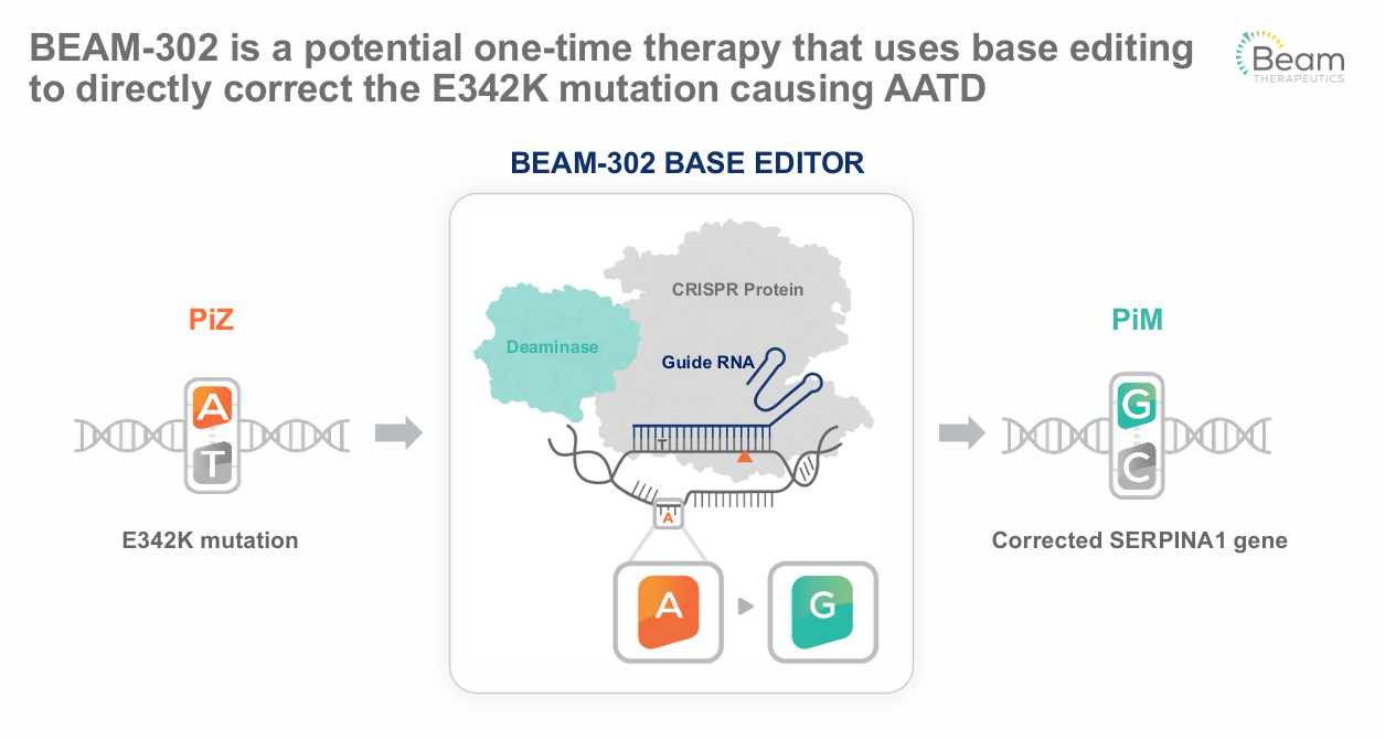 Beam Therapeutics: A Slow-Developing Story (NASDAQ:BEAM) | Seeking Alpha