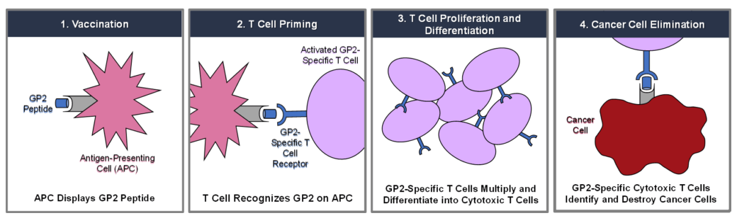 Greenwich: GP2 Vaccine Milestone - What FDA Manufacturing Approval ...