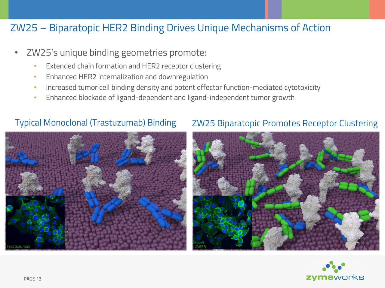 Zymeworks (ZYME) Investor Presentation - Slideshow (NYSE:ZYME ...